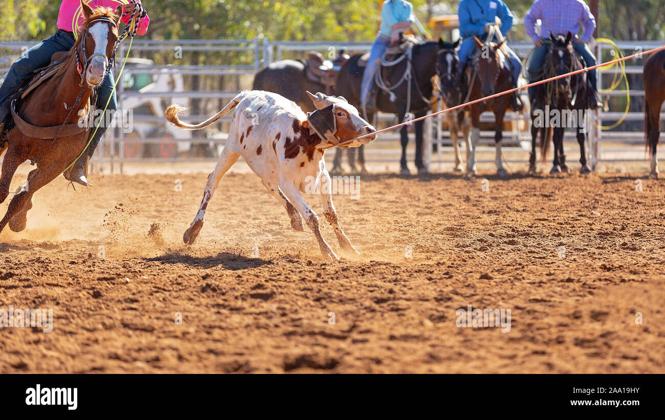 Calf being lassoed in a team calf roping event by cowboys at a country ...