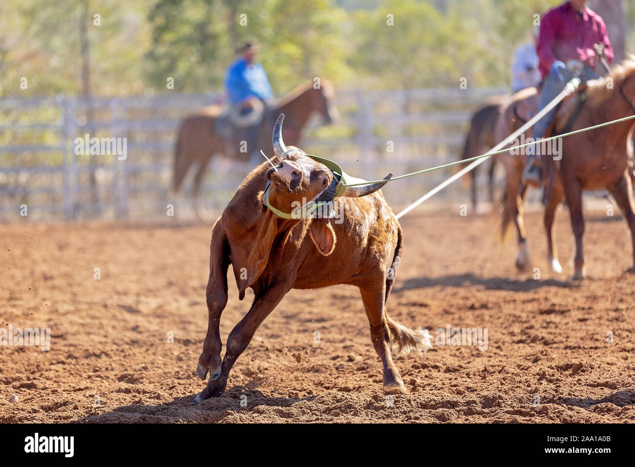 Calf being lassoed in a team calf roping event by cowboys at a country ...