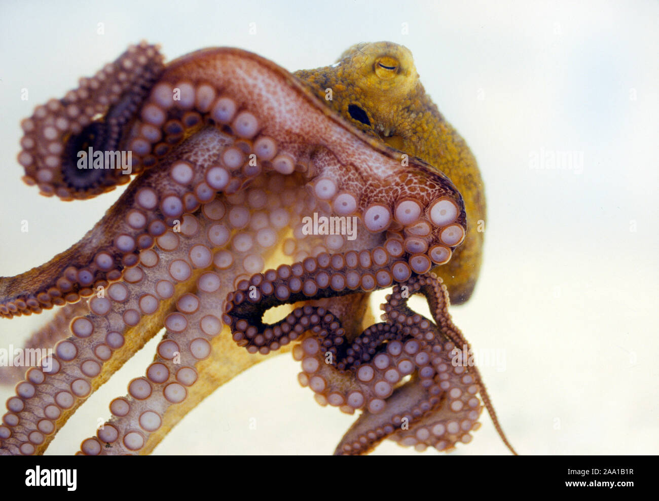 Tentacles showing hi-res stock photography and images - Alamy