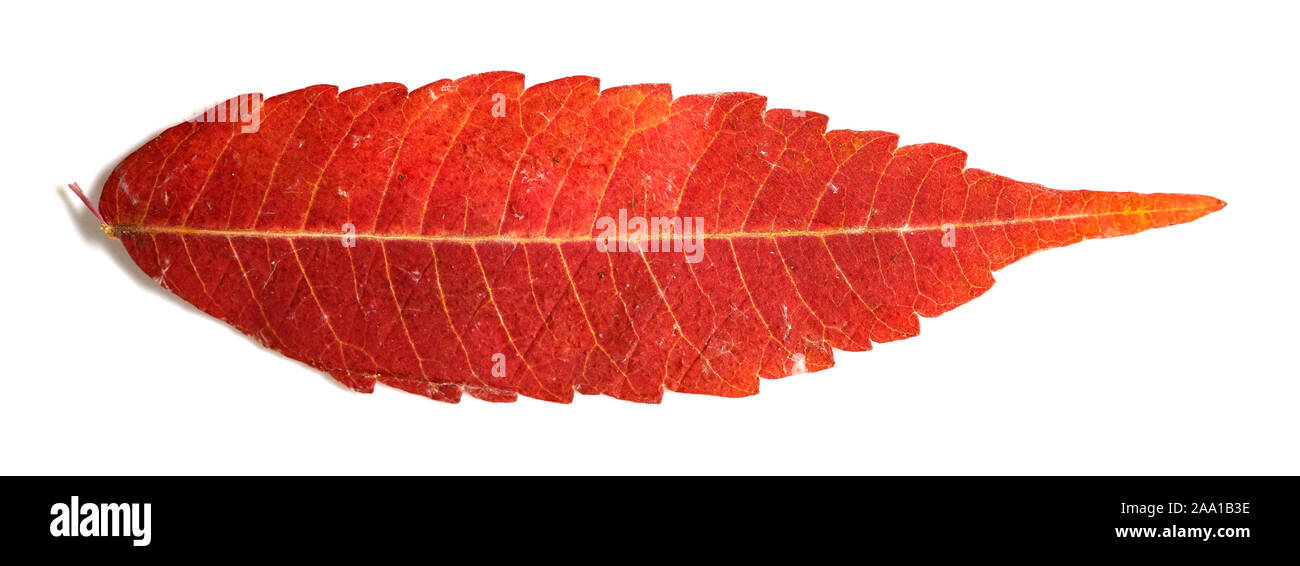 red color leaf on a white background Stock Photo - Alamy