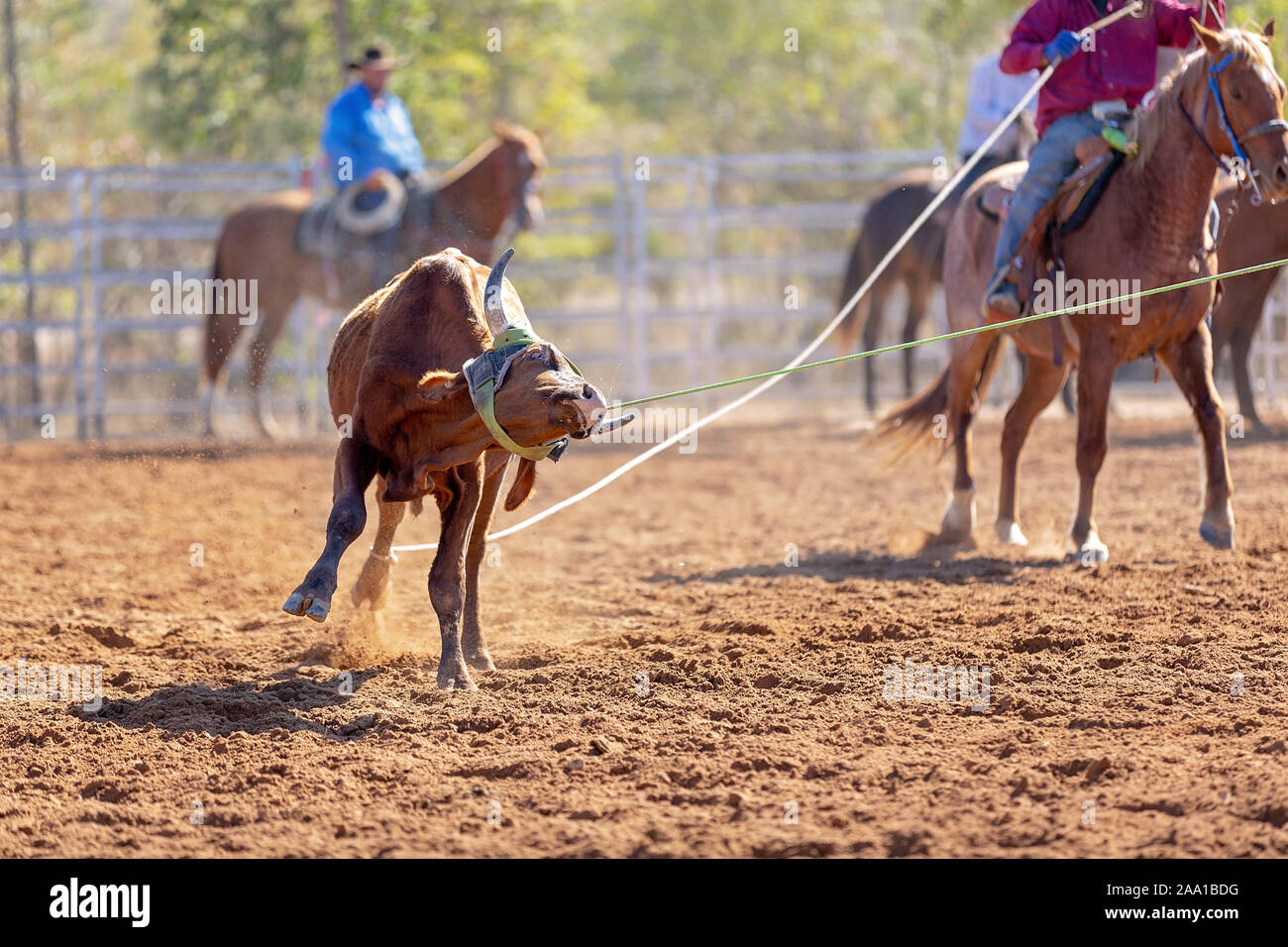 Calf being lassoed in a team calf roping event by cowboys at a country ...