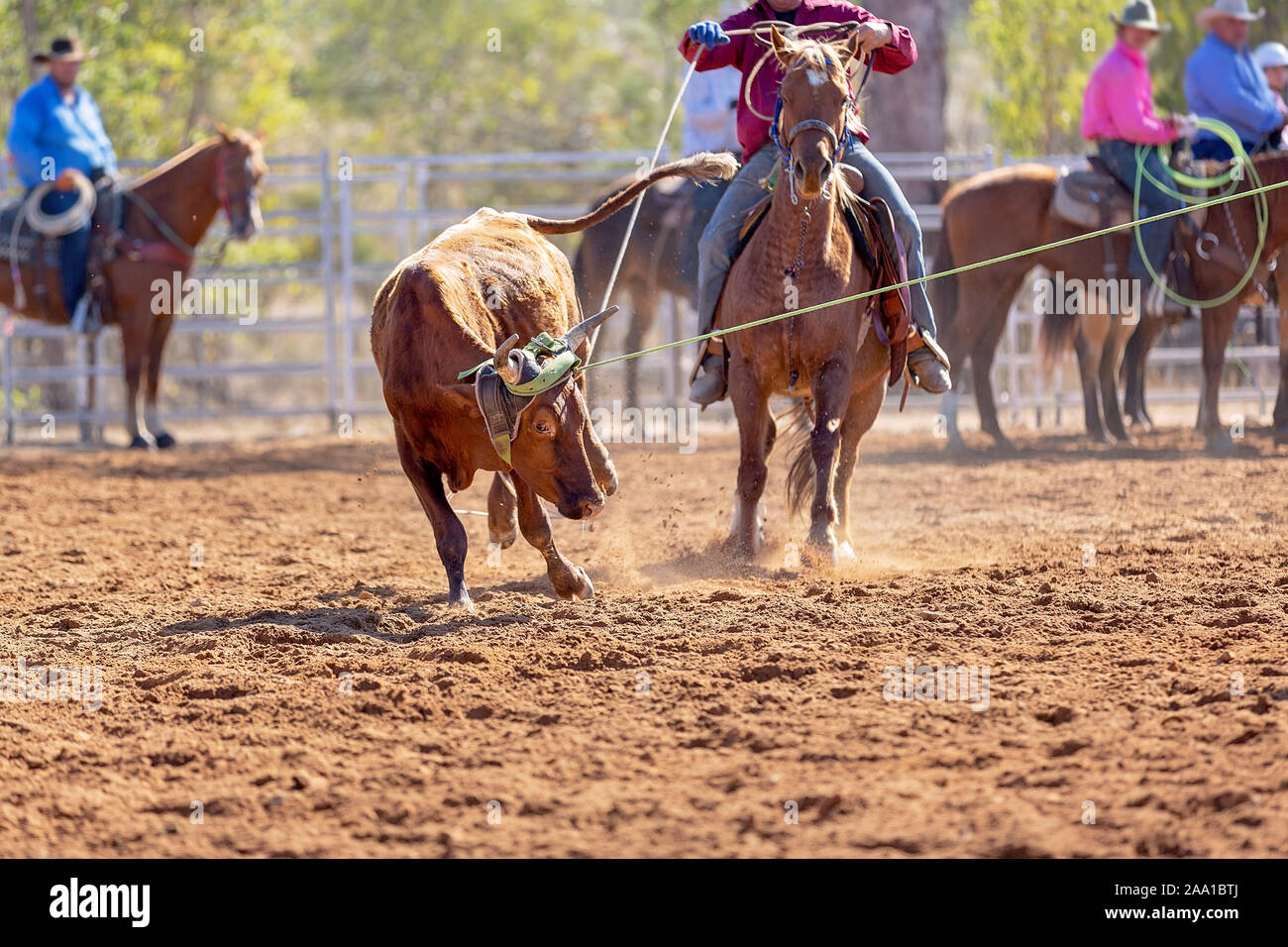 Calf being lassoed in a team calf roping event by cowboys at a country ...