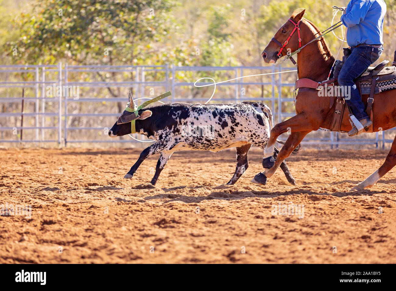 Calf being lassoed in a team calf roping event by cowboys at a country ...