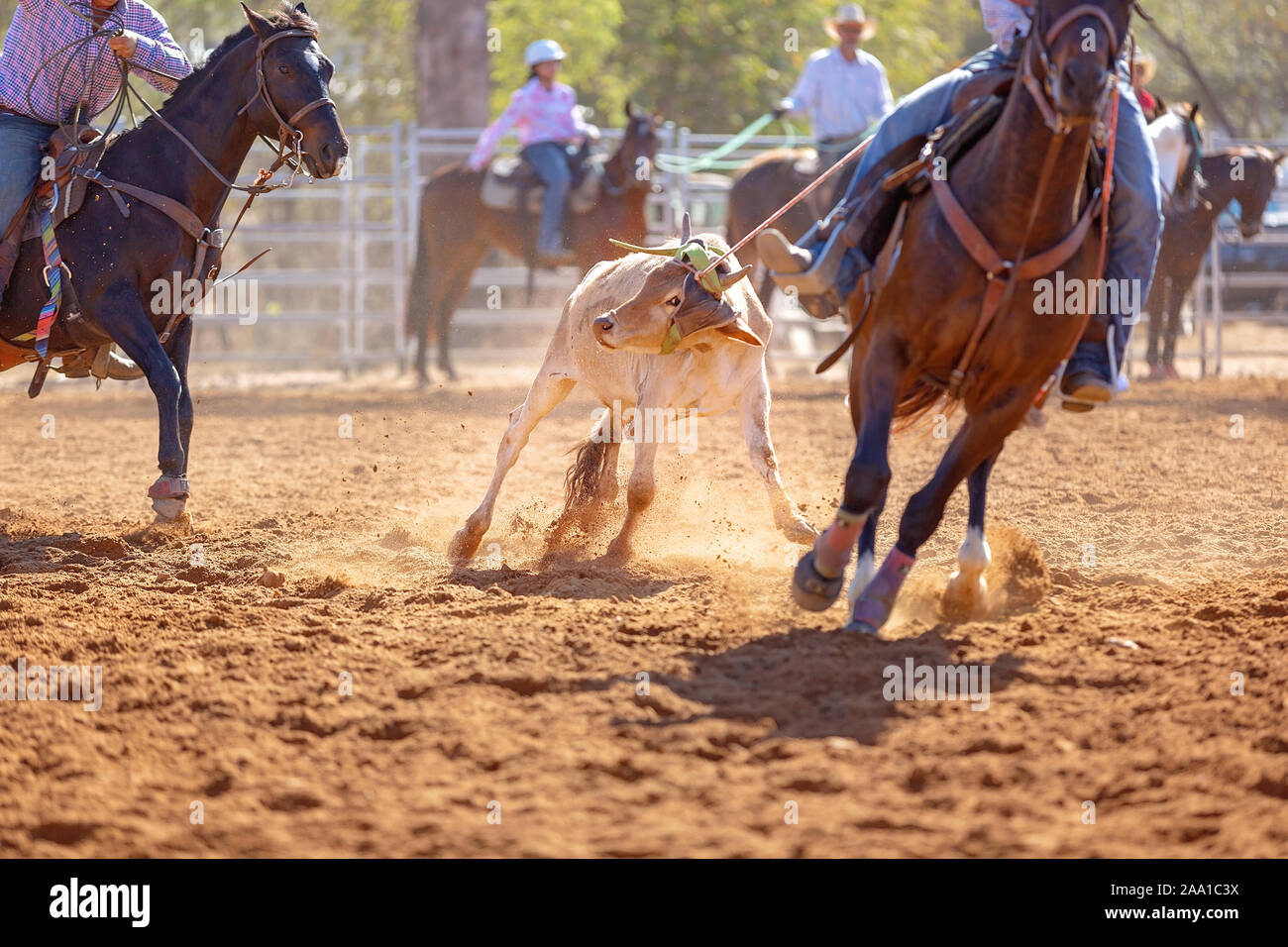 Calf being lassoed in a team calf roping event by cowboys at a country ...