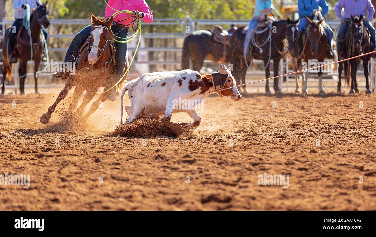 Calf being lassoed in a team calf roping event by cowboys at a country ...