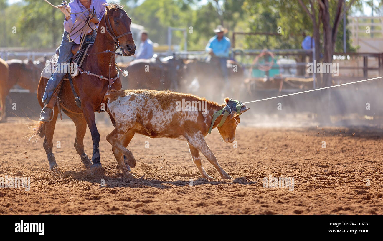 Calf being lassoed in a team calf roping event by cowboys at a country ...