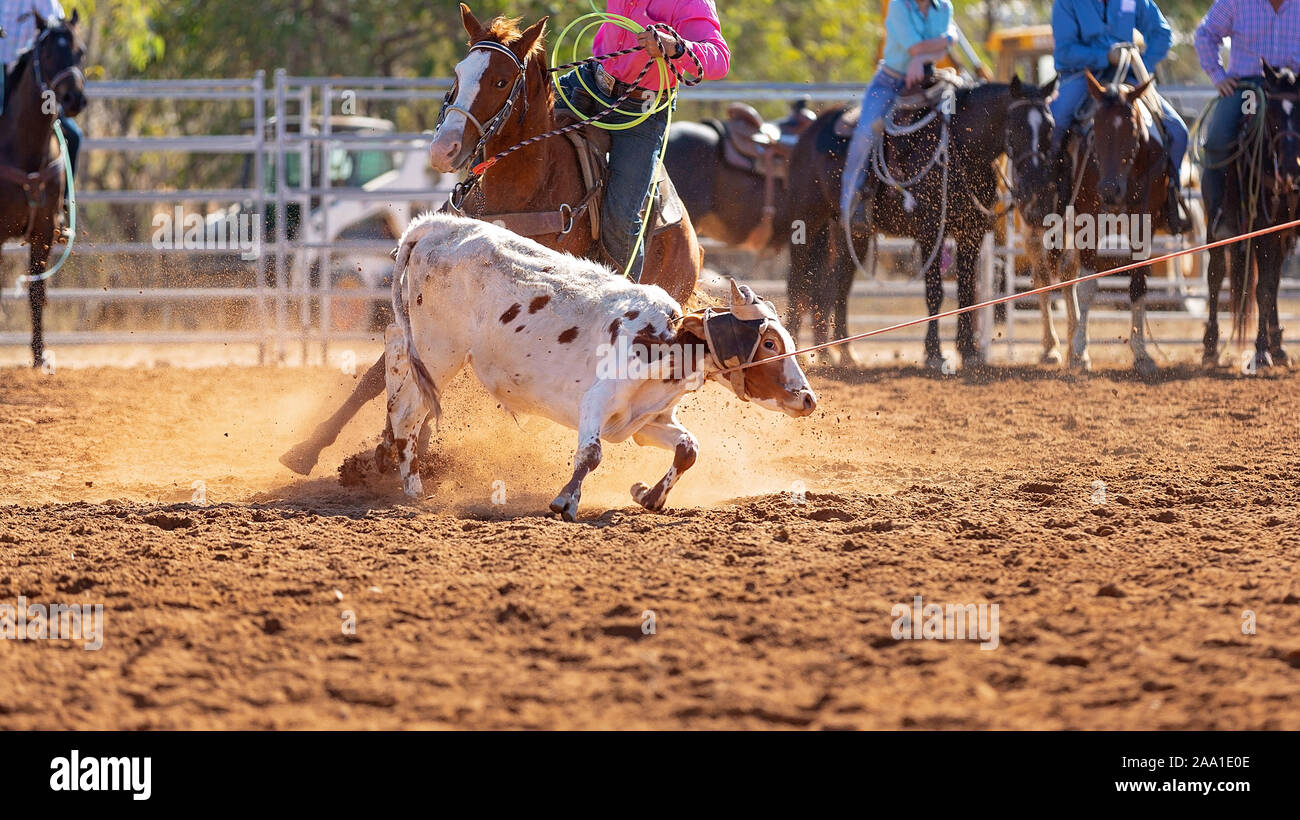 Calf being lassoed in a team calf roping event by cowboys at a country ...