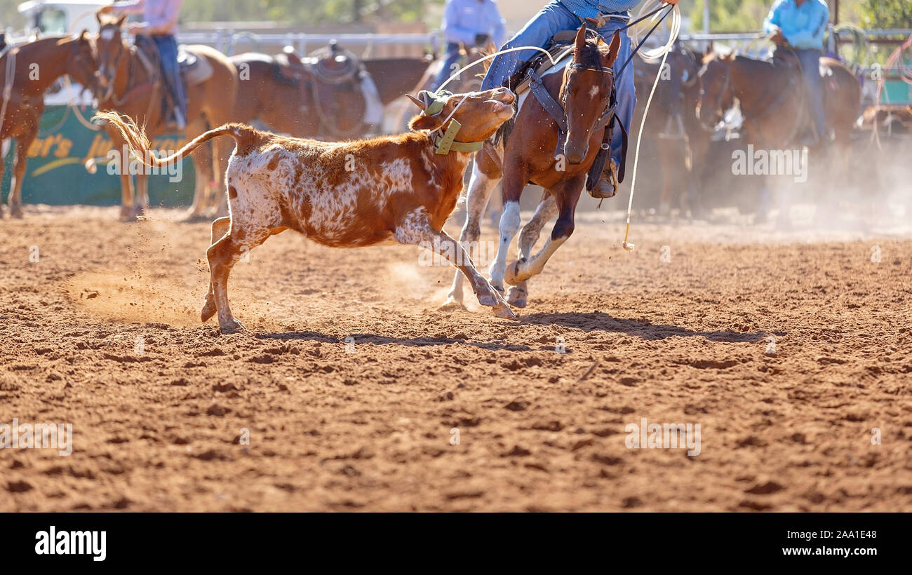 Calf being lassoed in a team calf roping event by cowboys at a country ...