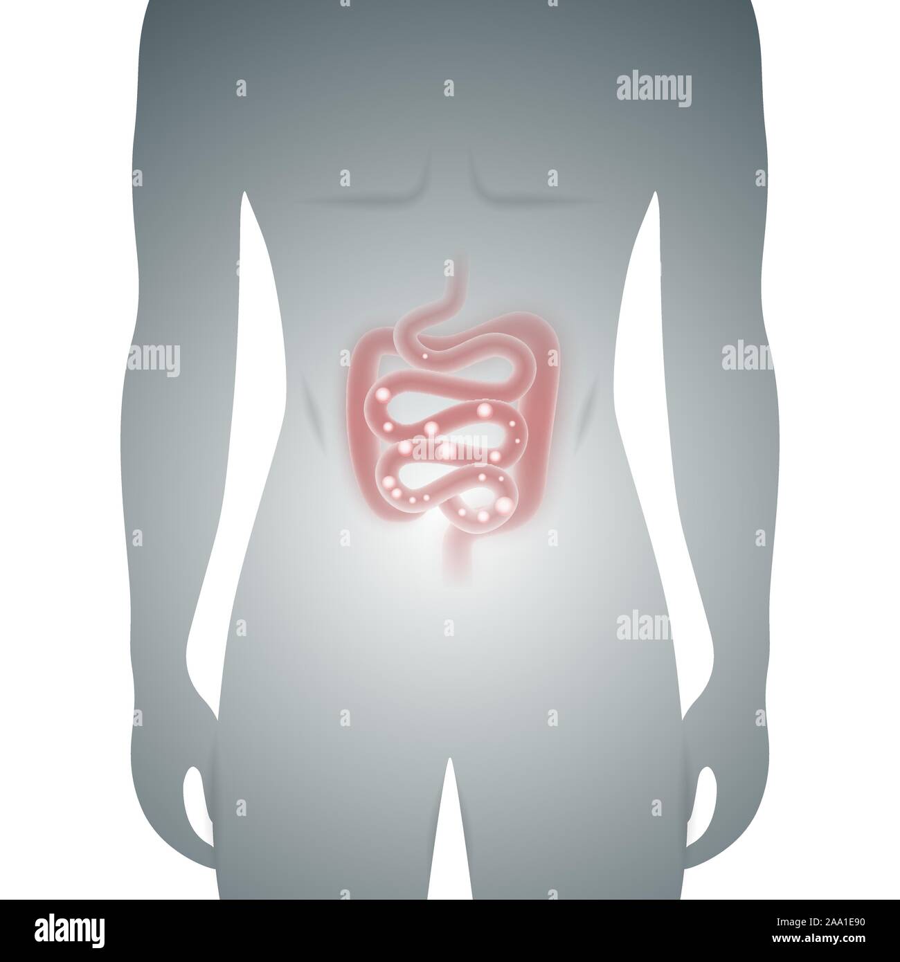 Abstract medical vector illustration of male silhouette with intestine ...