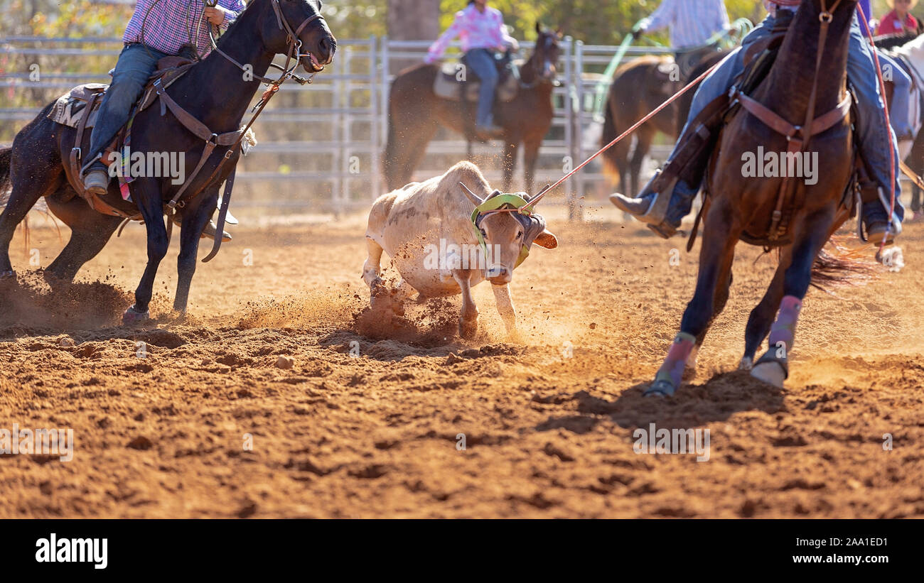 Calf being lassoed in a team calf roping event by cowboys at a country ...