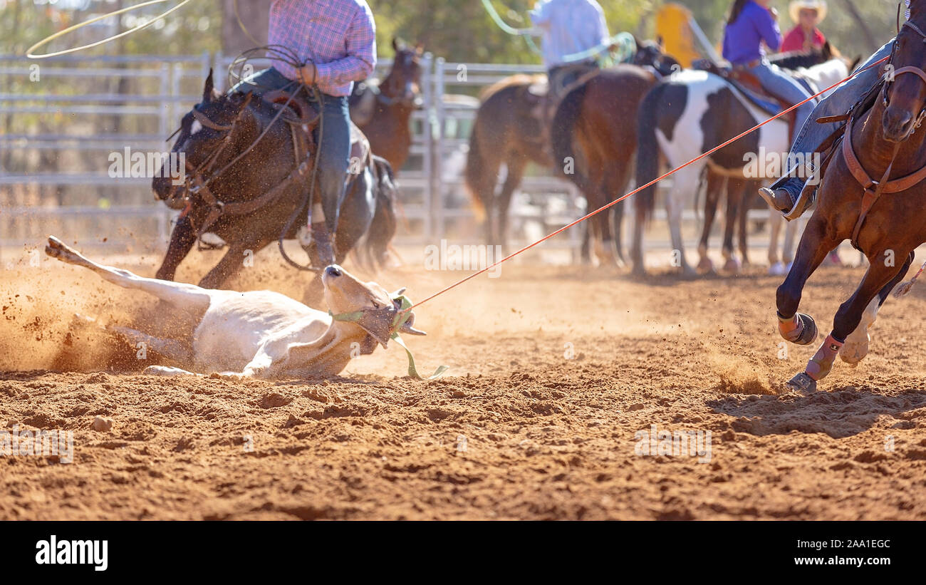 Calf being lassoed in a team calf roping event by cowboys at a country ...