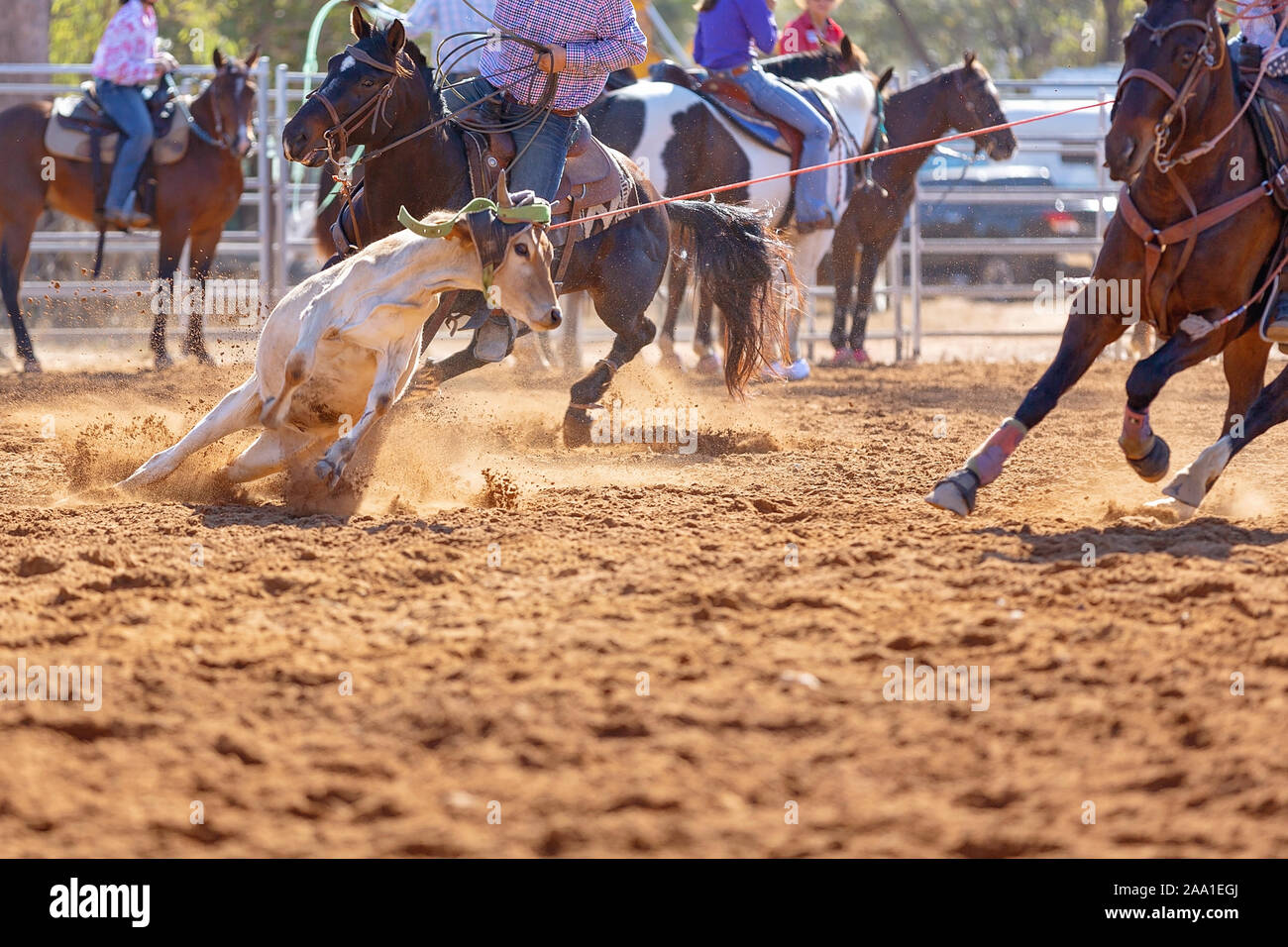 Calf being lassoed in a team calf roping event by cowboys at a country ...