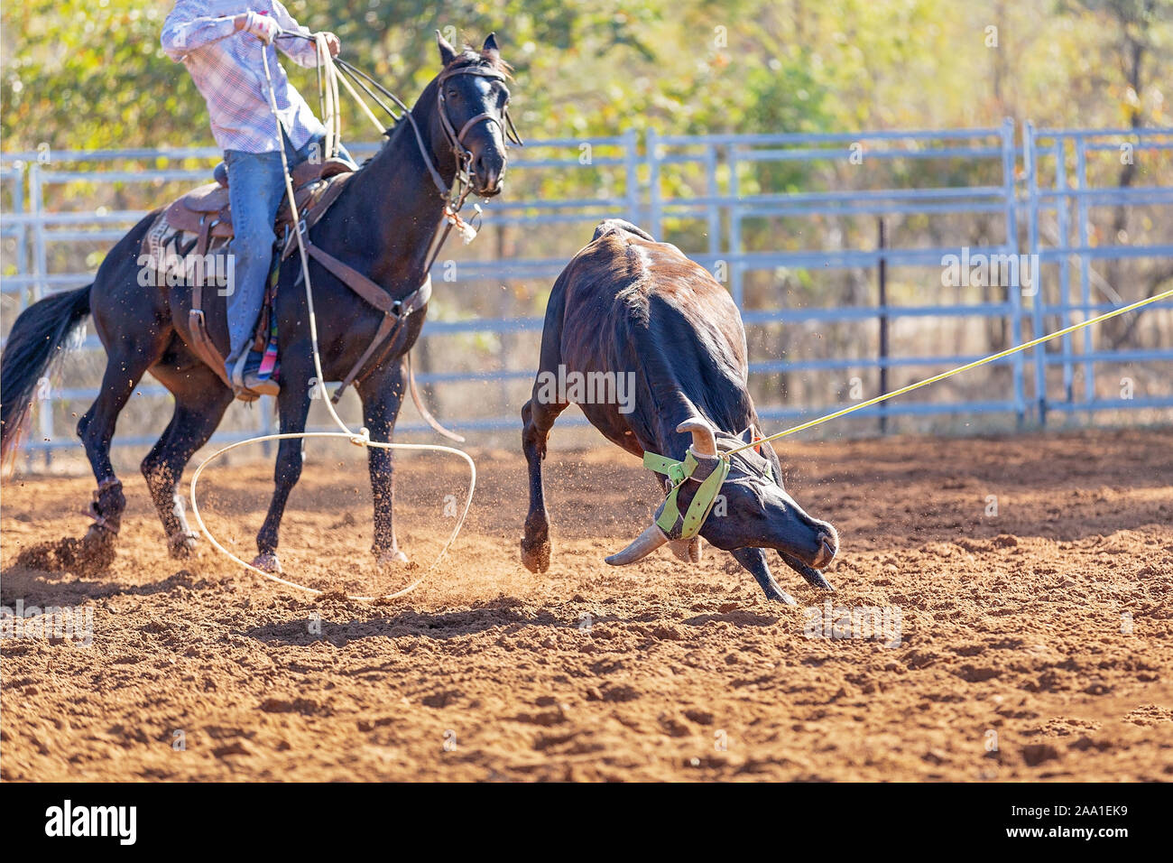 Calf being lassoed in a team calf roping event by cowboys at a country ...