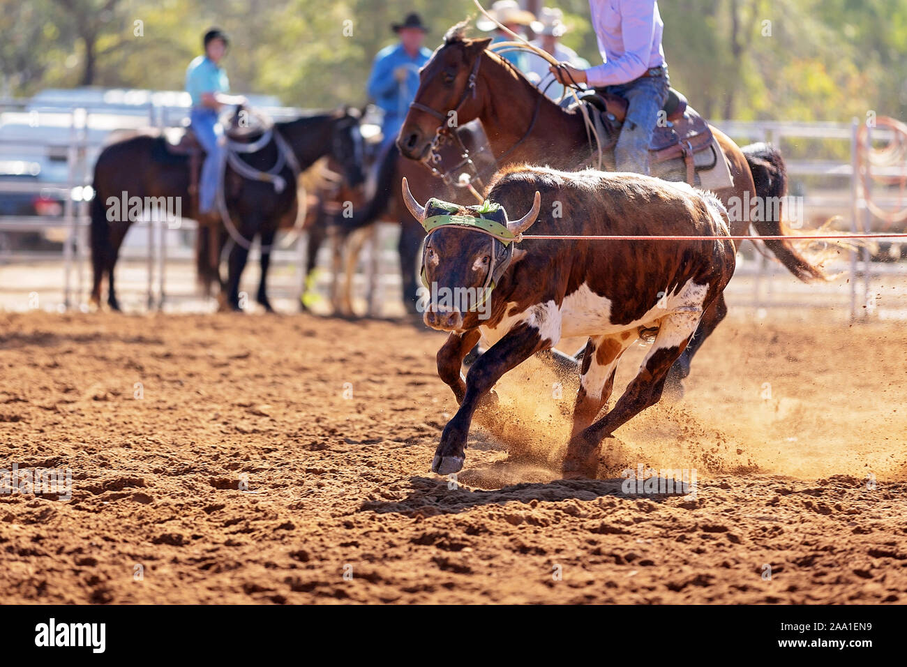 Calf being lassoed in a team calf roping event by cowboys at a country ...