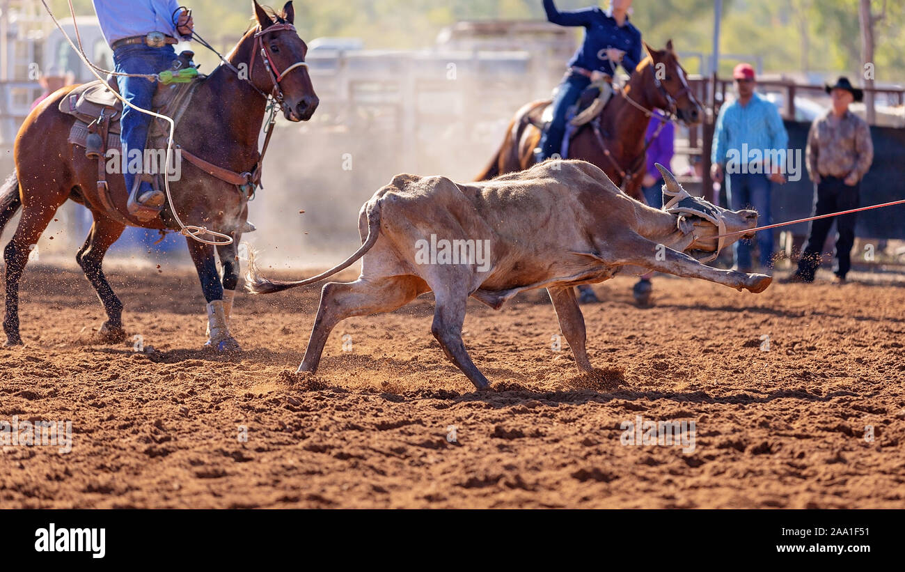 Calf being lassoed in a team calf roping event by cowboys at a country ...
