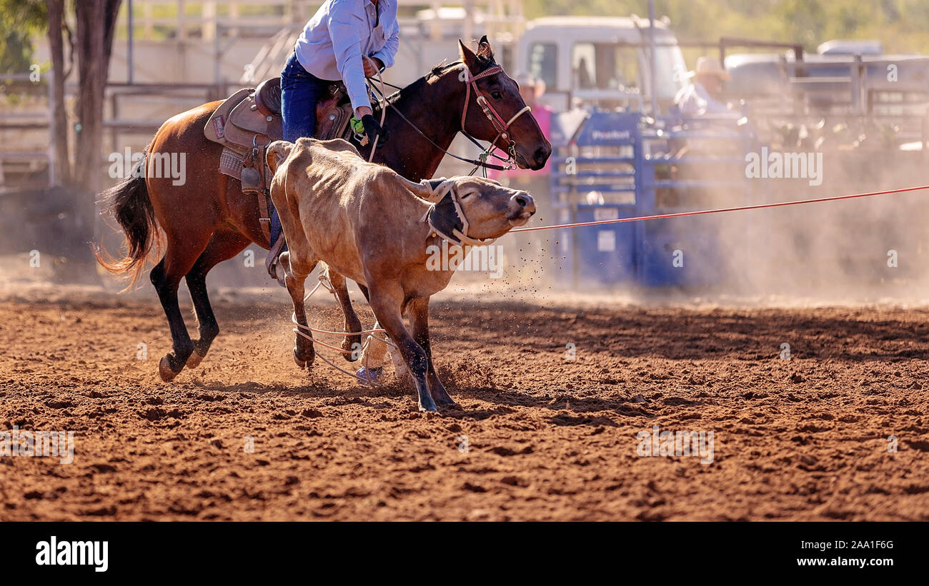 Calf being lassoed in a team calf roping event by cowboys at a country ...