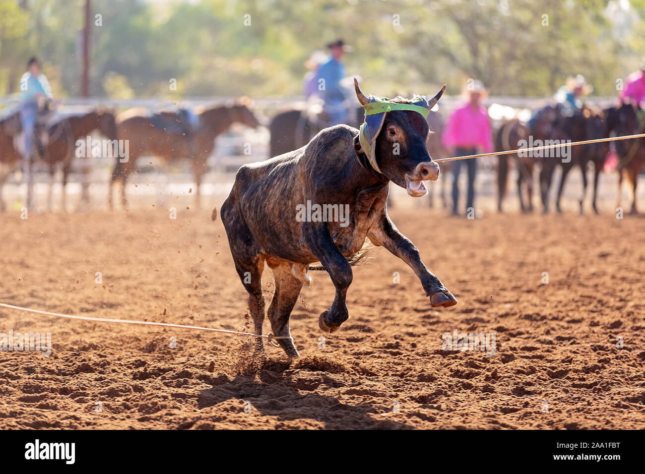 Calf being lassoed in a team calf roping event by cowboys at a country ...