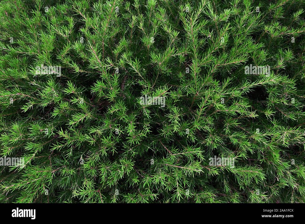Perfect natural young fir tree pattern background. Dark and moody feel ...
