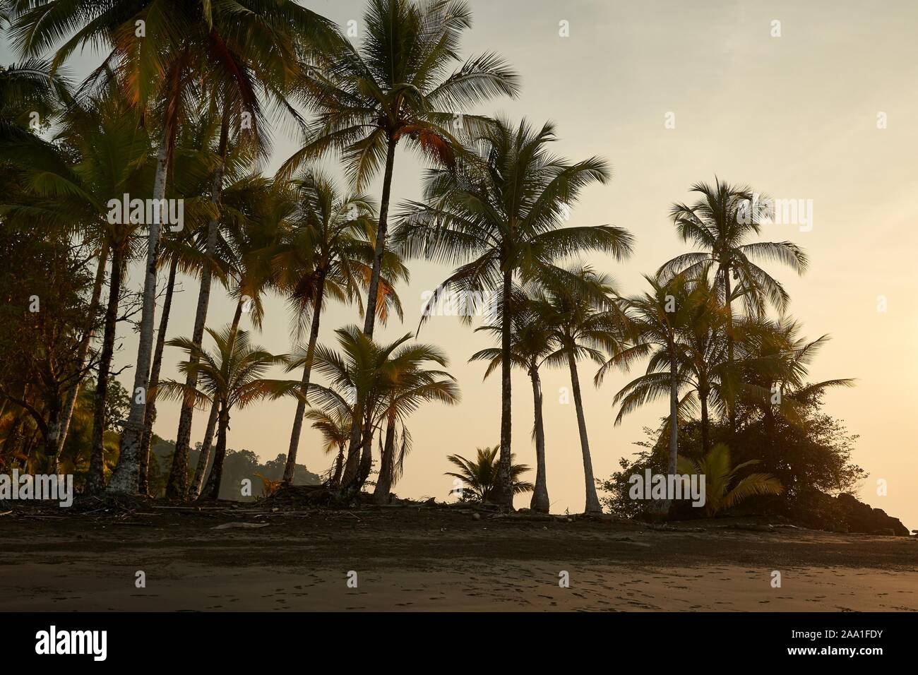 Pacific Coast With Rainforest Stock Photo - Alamy