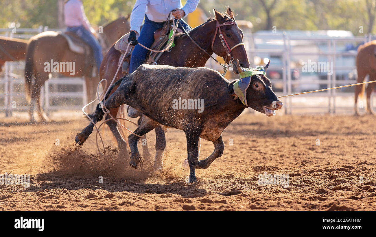 Calf being lassoed in a team calf roping event by cowboys at a country ...