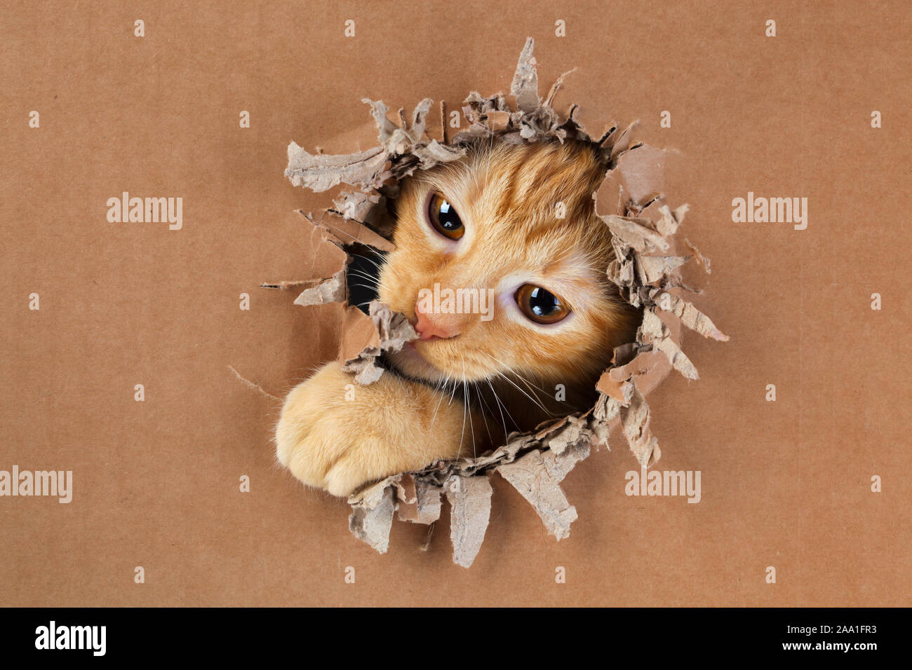 Adorable kitten clawing and biting at hole in cardboard box. Ginger ...