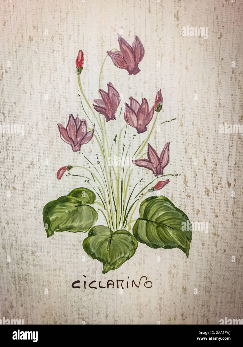 Cyclamen drawing hi-res stock photography and images - Alamy