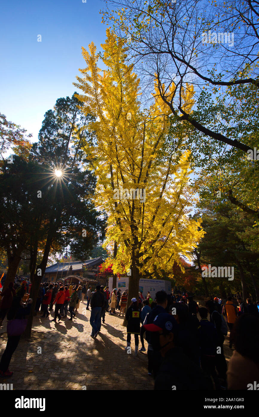 NAMI ISLAND, S. KOREA - OCTOBER 27, 2019: Beautiful landscape inside ...