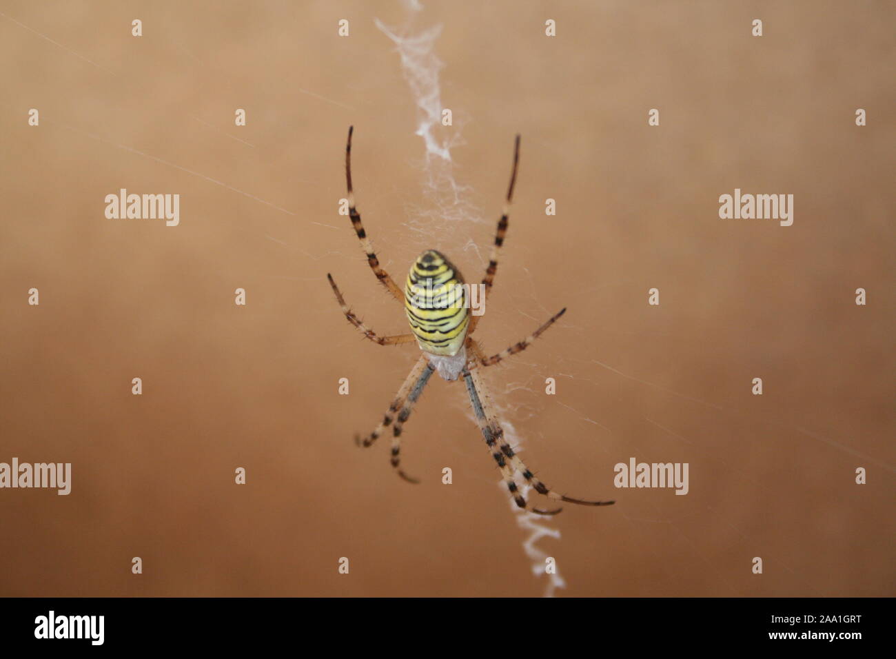 Yellow tiger spider sitting on a wall Stock Photo - Alamy