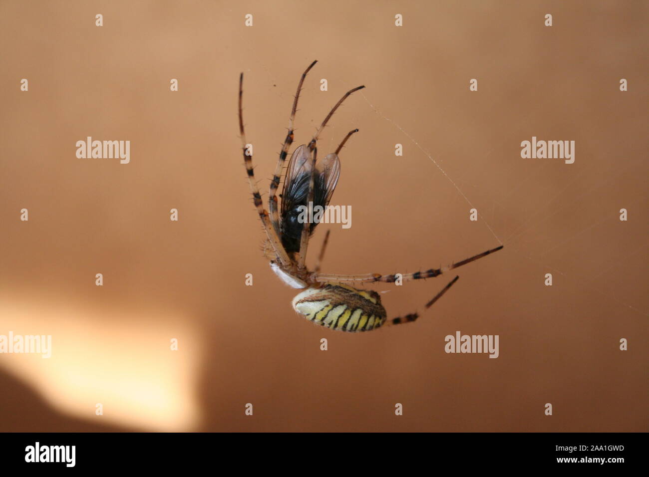Yellow tiger spider sitting on a wall eating a fly Stock Photo - Alamy