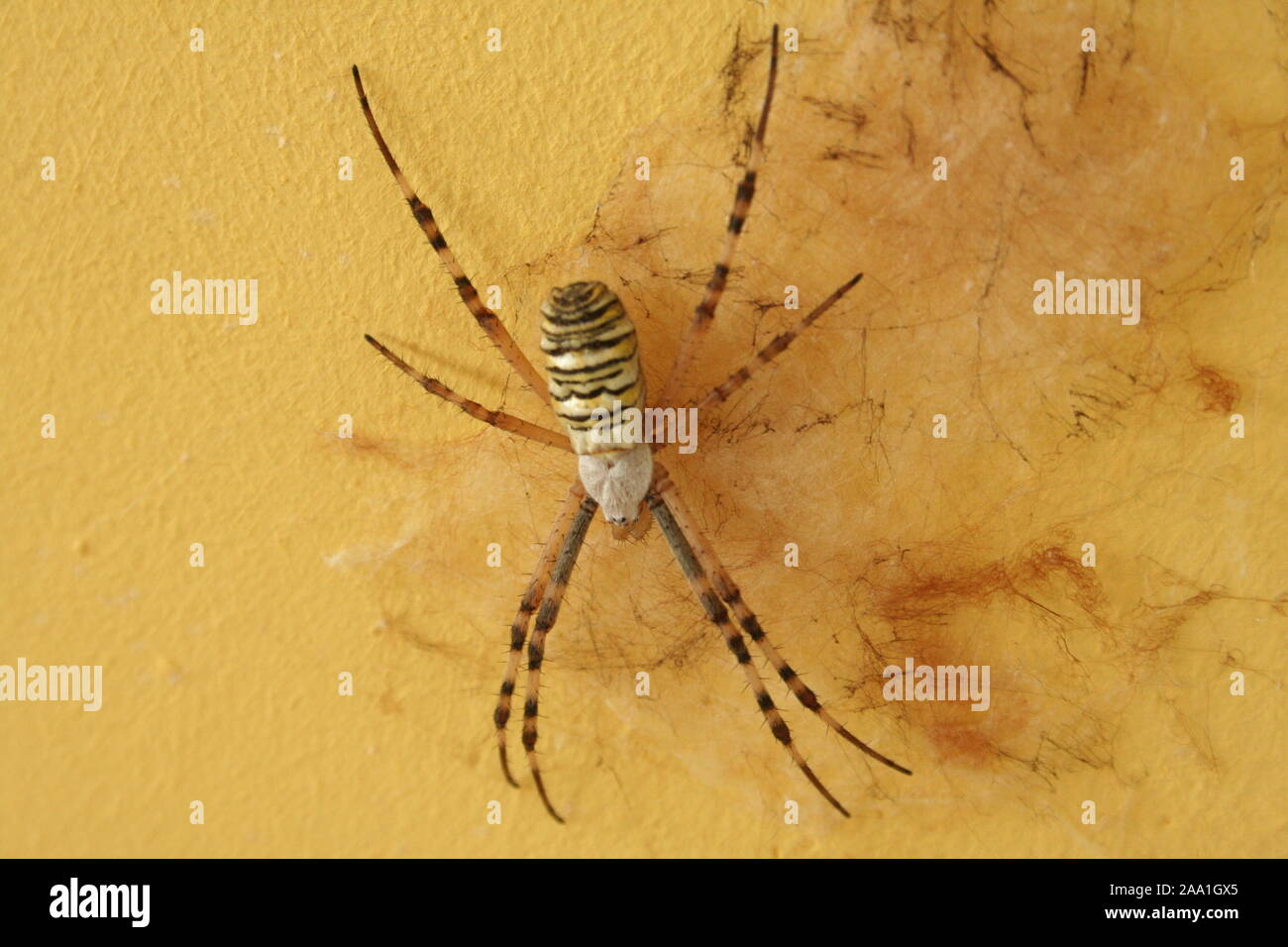 Tiger trap hi-res stock photography and images - Alamy