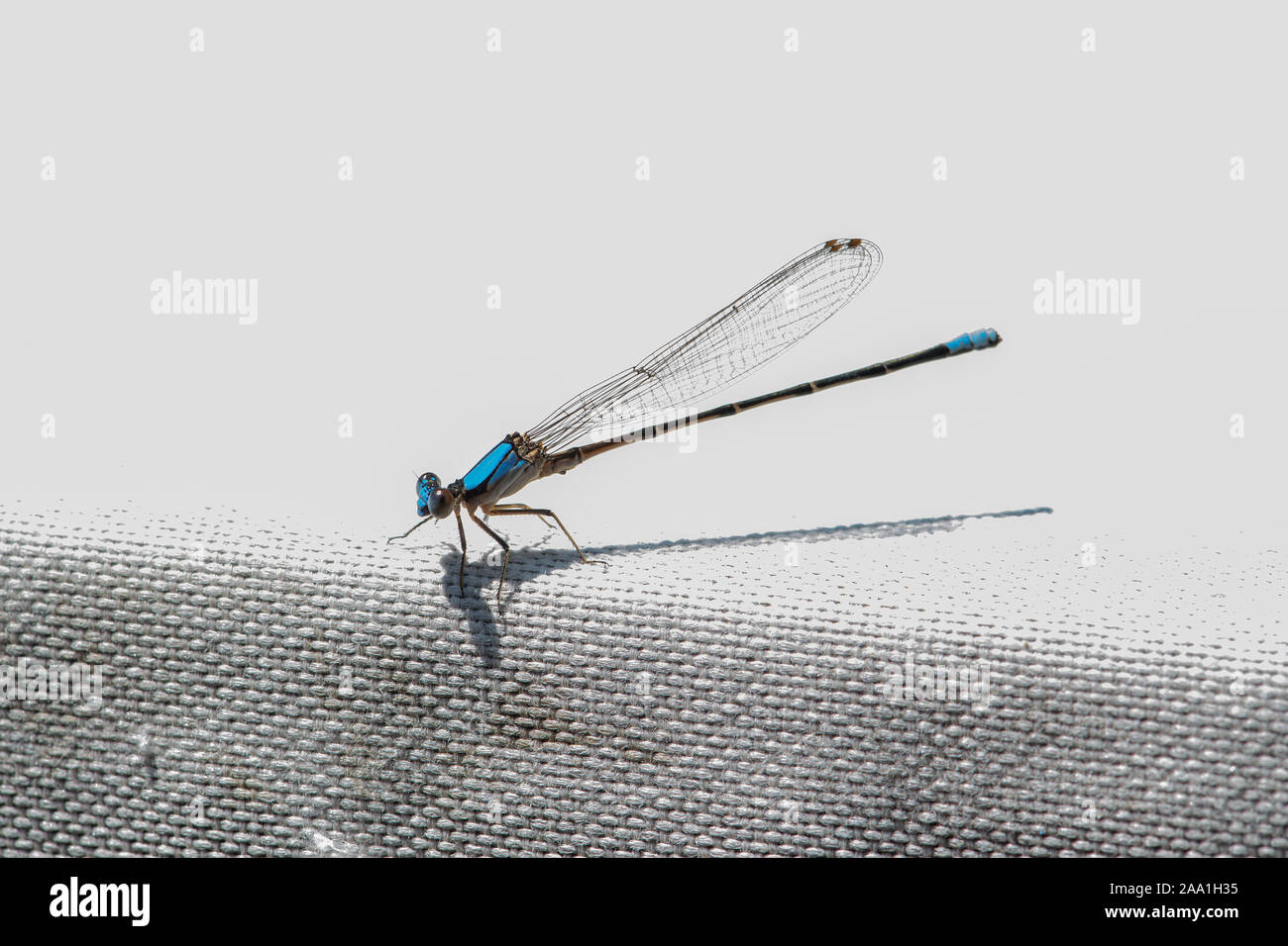 Dancer damselfly hi-res stock photography and images - Alamy