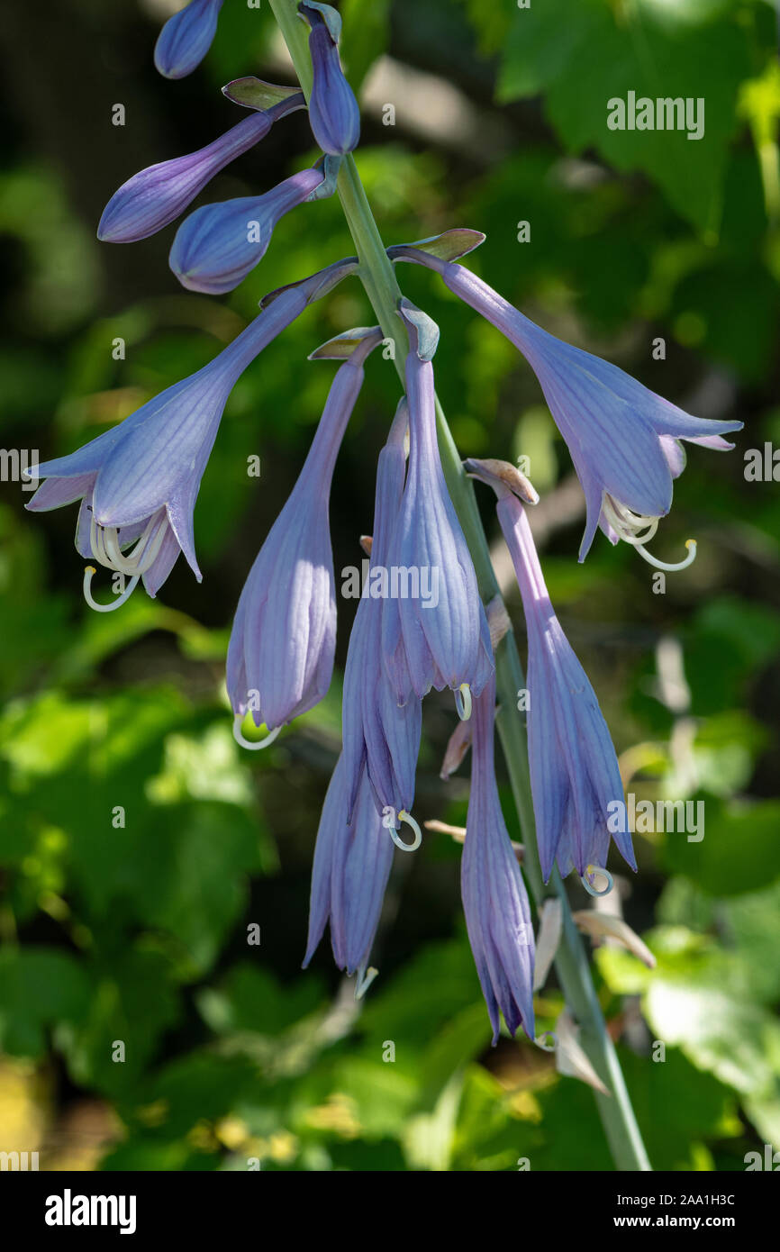 Blue Hosta bloom Stock Photo - Alamy