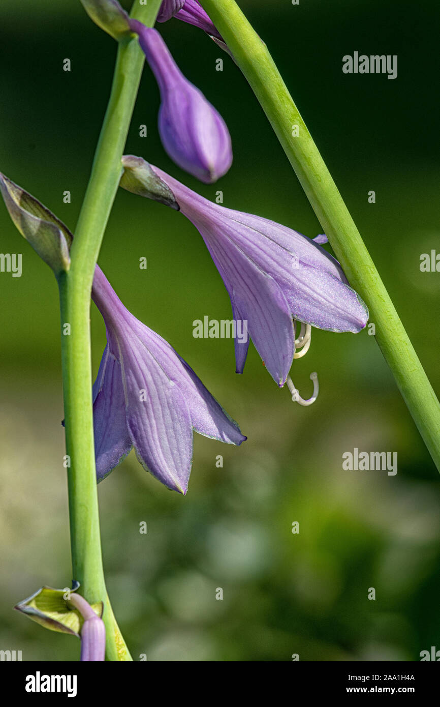 Blue Hosta bloom Stock Photo - Alamy