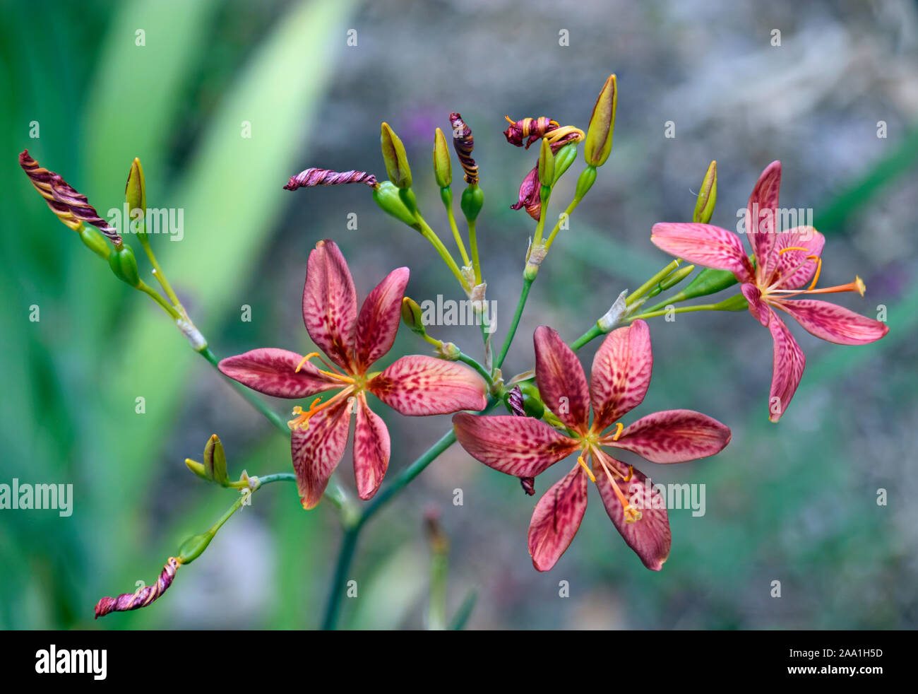 Spotted lily hi-res stock photography and images - Alamy