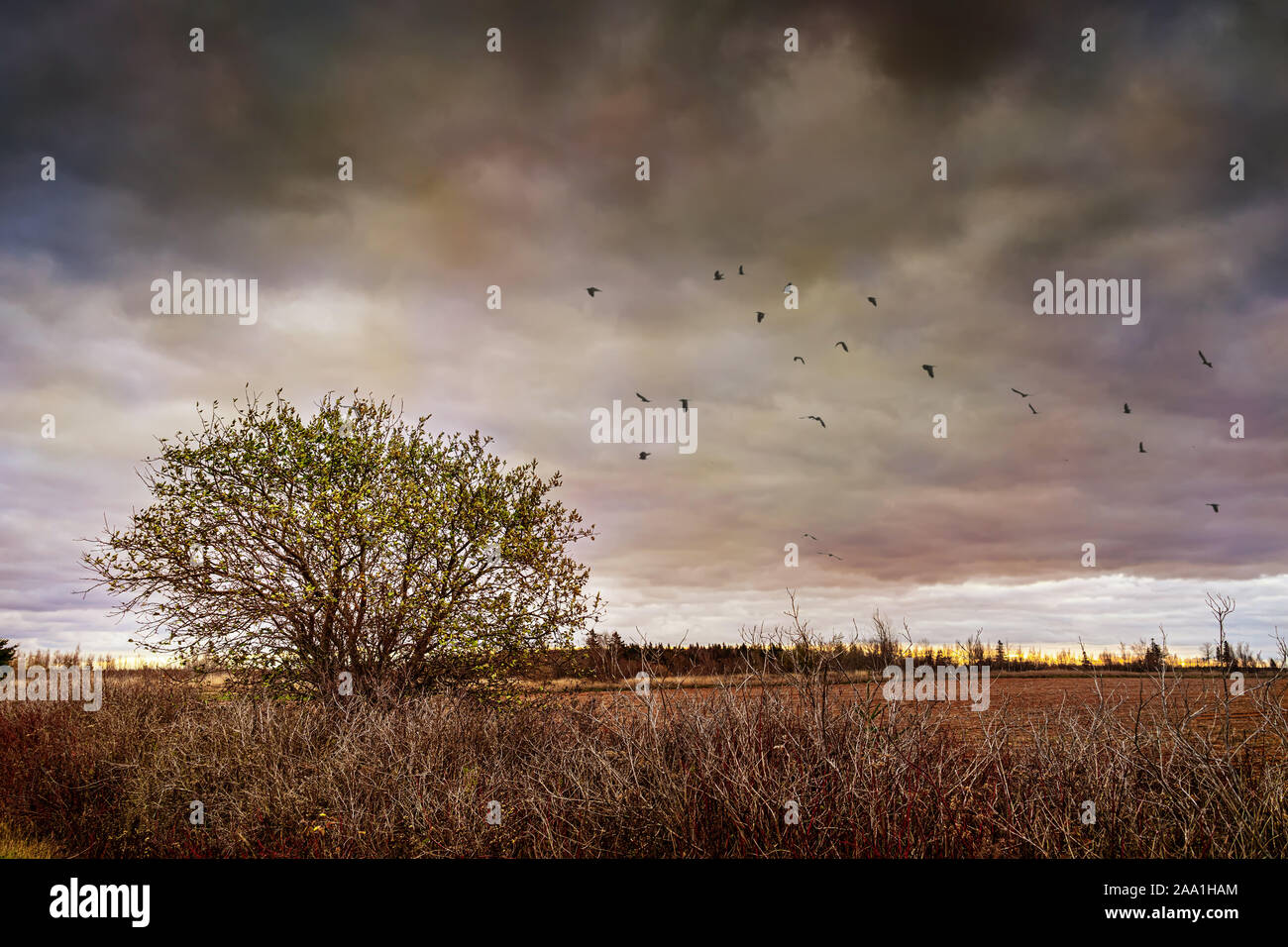 Dramatic birds hi-res stock photography and images - Alamy