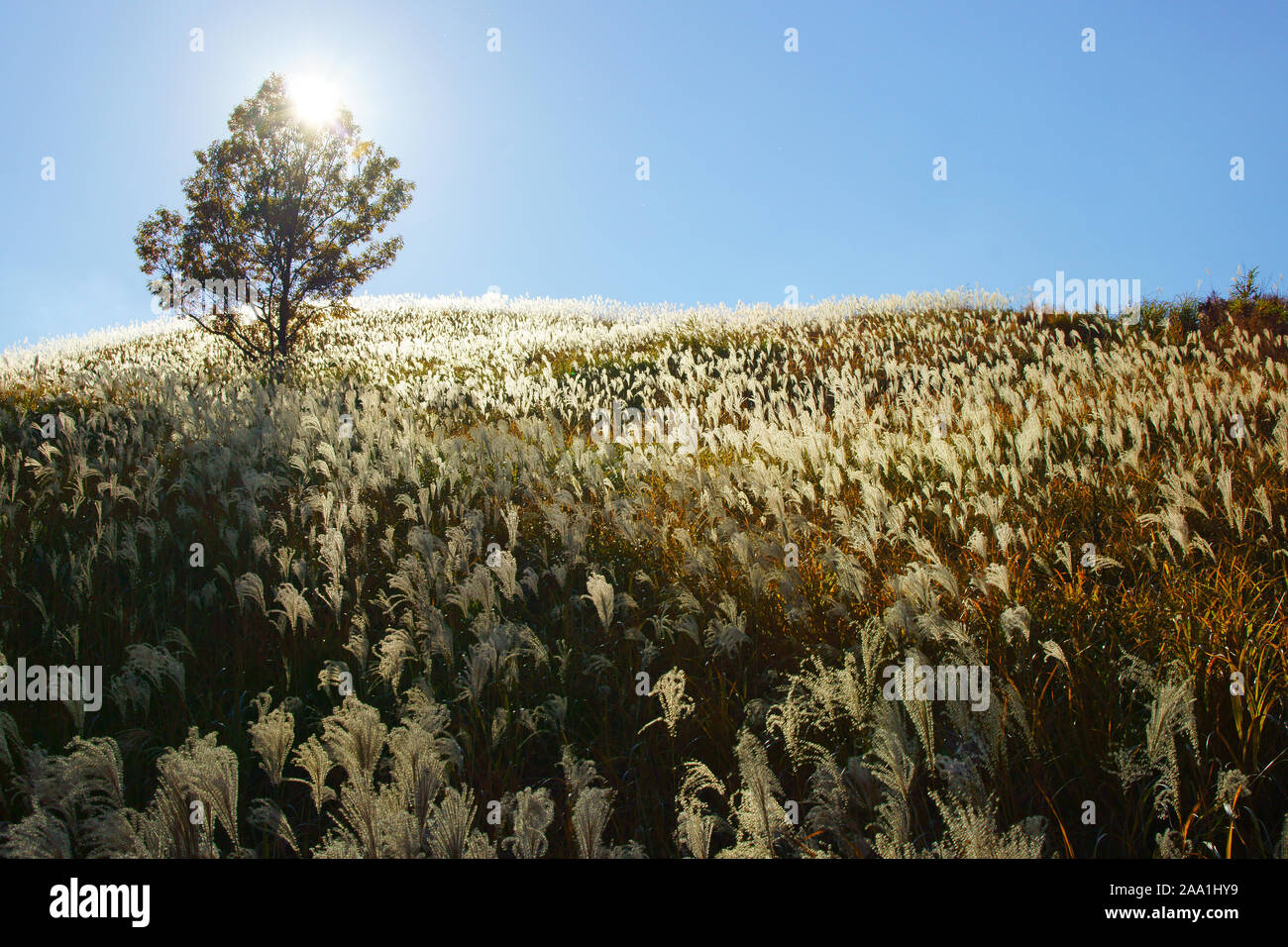 Field of Japanese Grass (Miscanthus Sinensis Stock Photo - Alamy