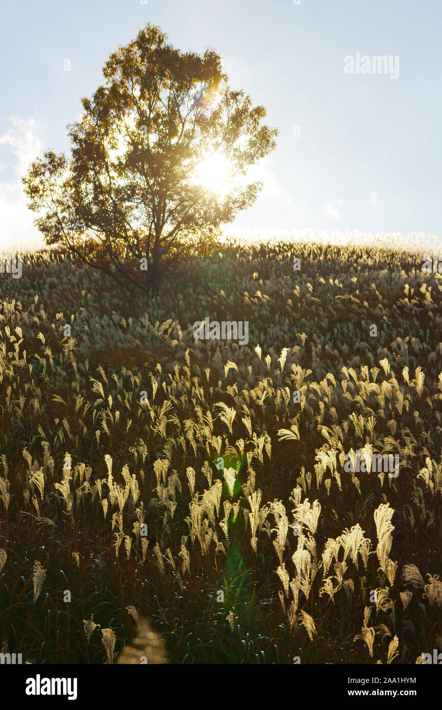 Field of Japanese Grass (Miscanthus Sinensis Stock Photo - Alamy