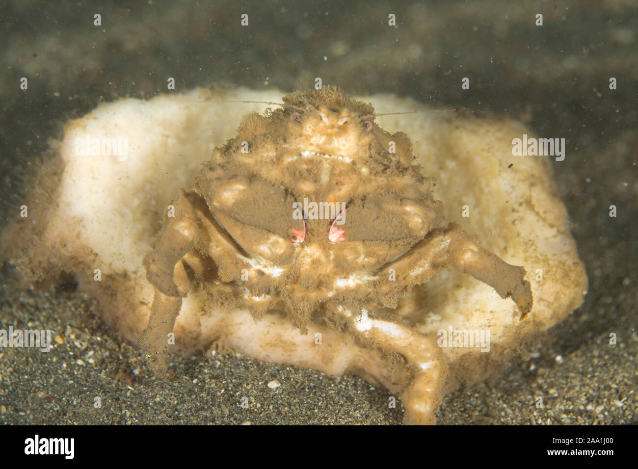 Crab with a sponge on its back Stock Photo - Alamy