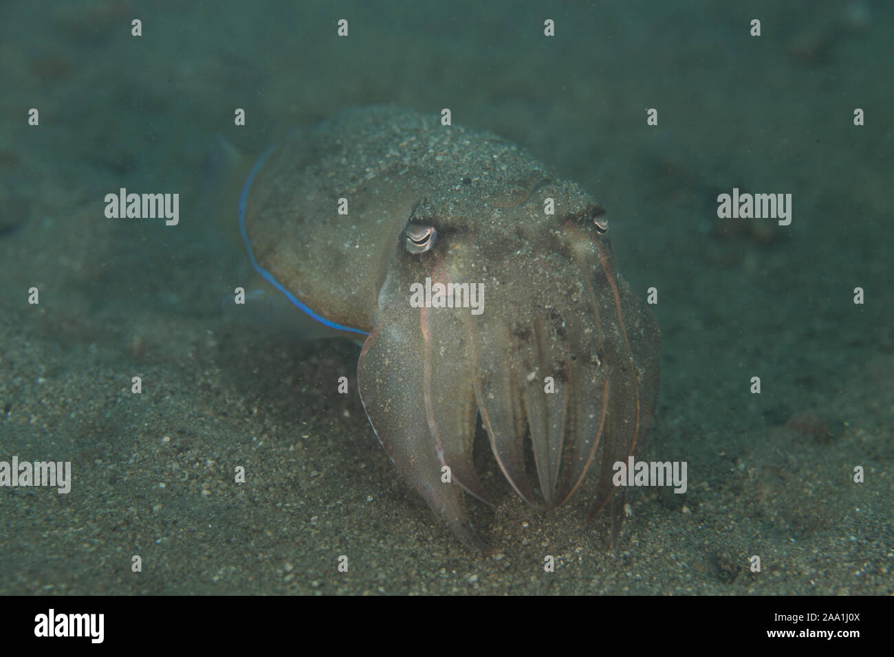Cuttlefish britain hi-res stock photography and images - Alamy