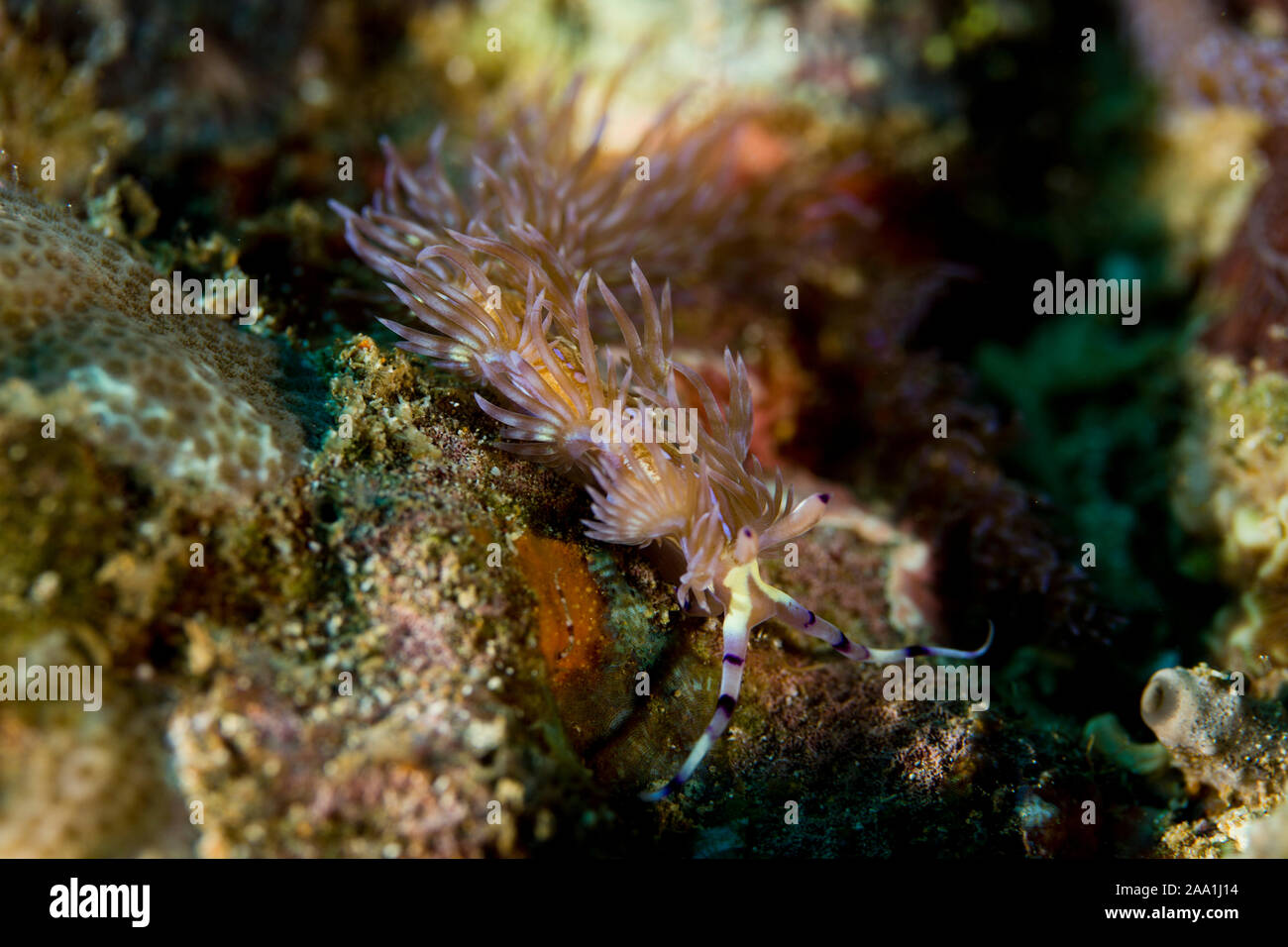 Purple nudi hi-res stock photography and images - Alamy
