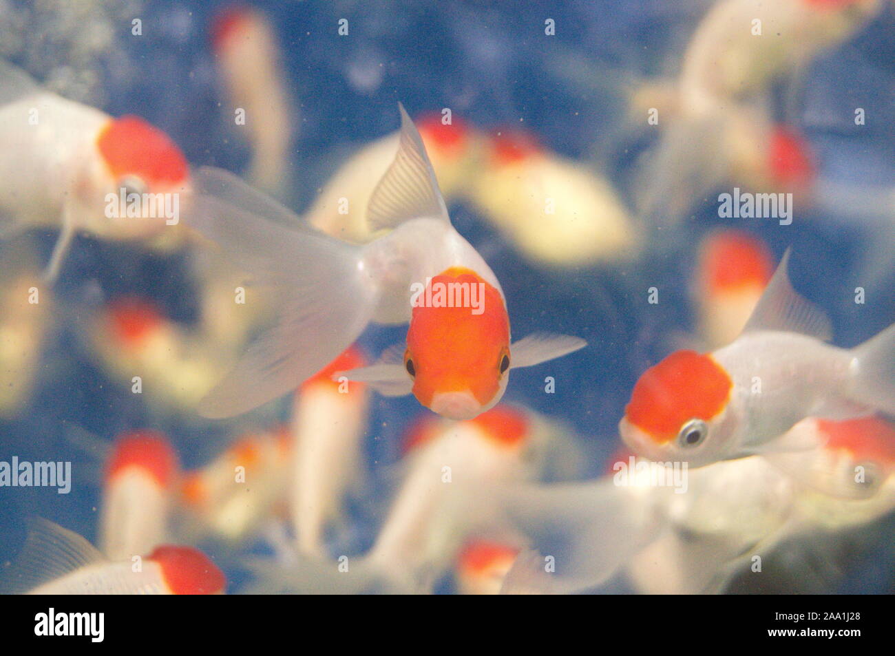 Aquarium fish, very cute fish Stock Photo - Alamy