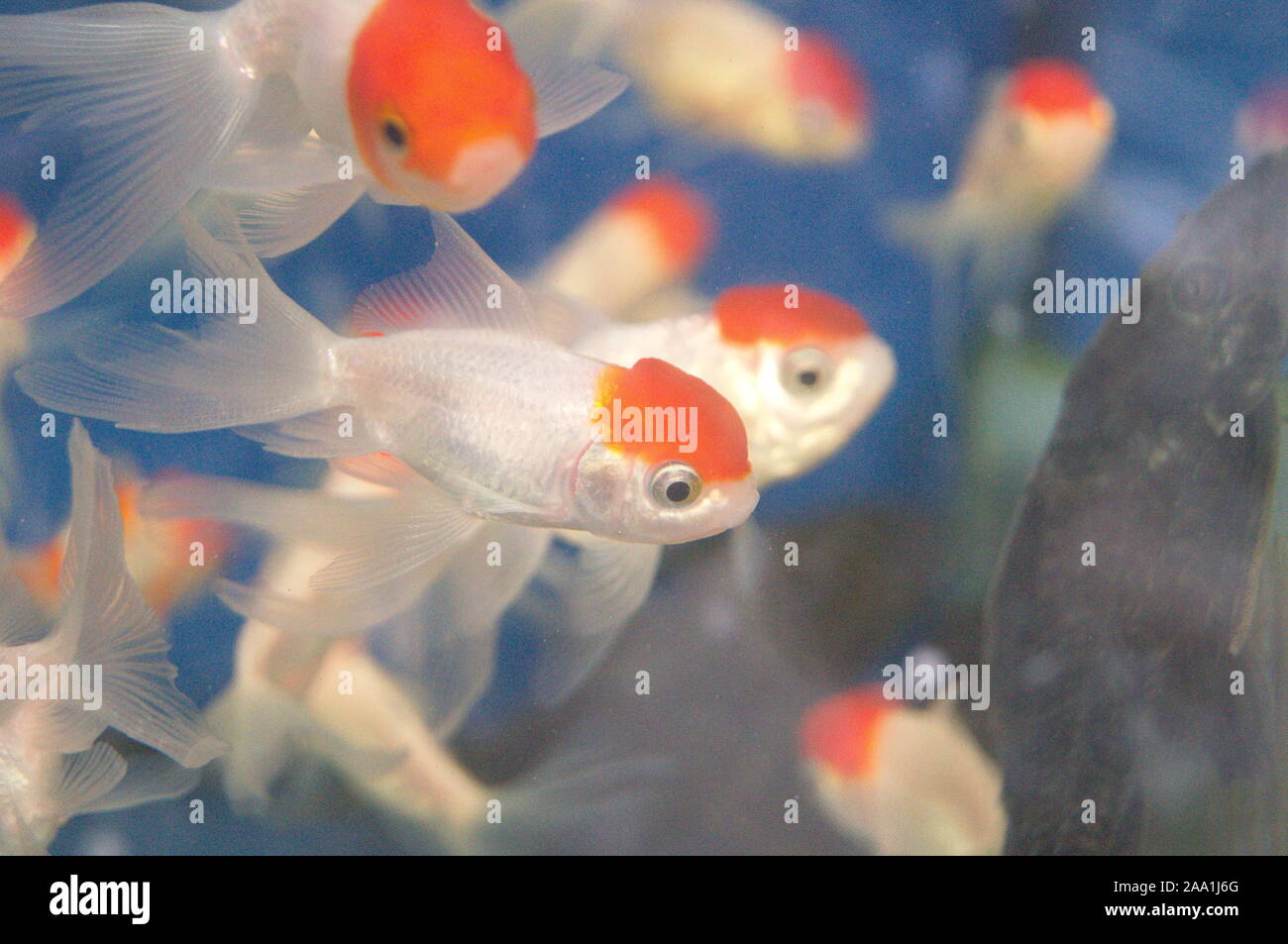 Aquarium fish, very cute fish Stock Photo - Alamy