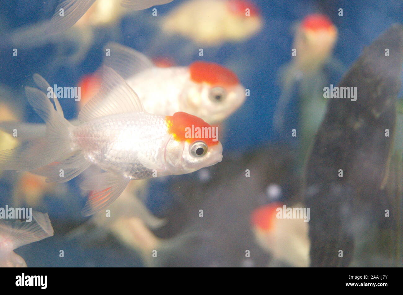 Aquarium fish, very cute fish Stock Photo - Alamy