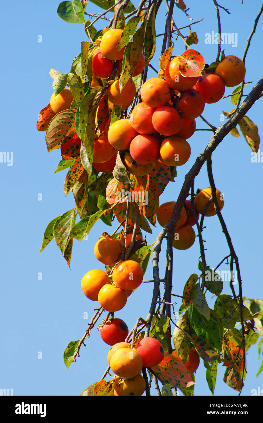 Persimmons fruit hi-res stock photography and images - Alamy