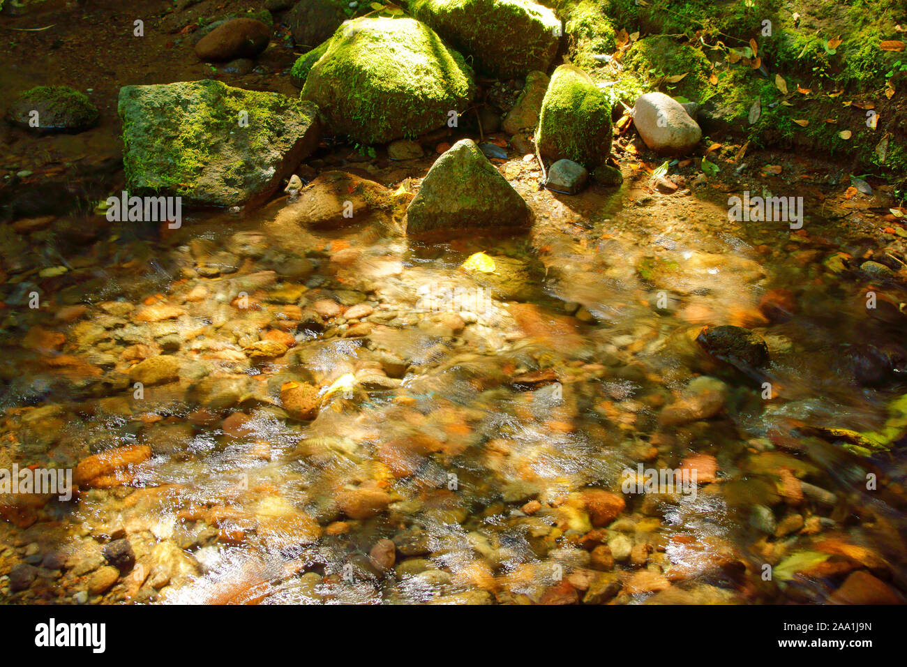Forest of Aso, Kumamoto Prefecture, Japan Stock Photo - Alamy