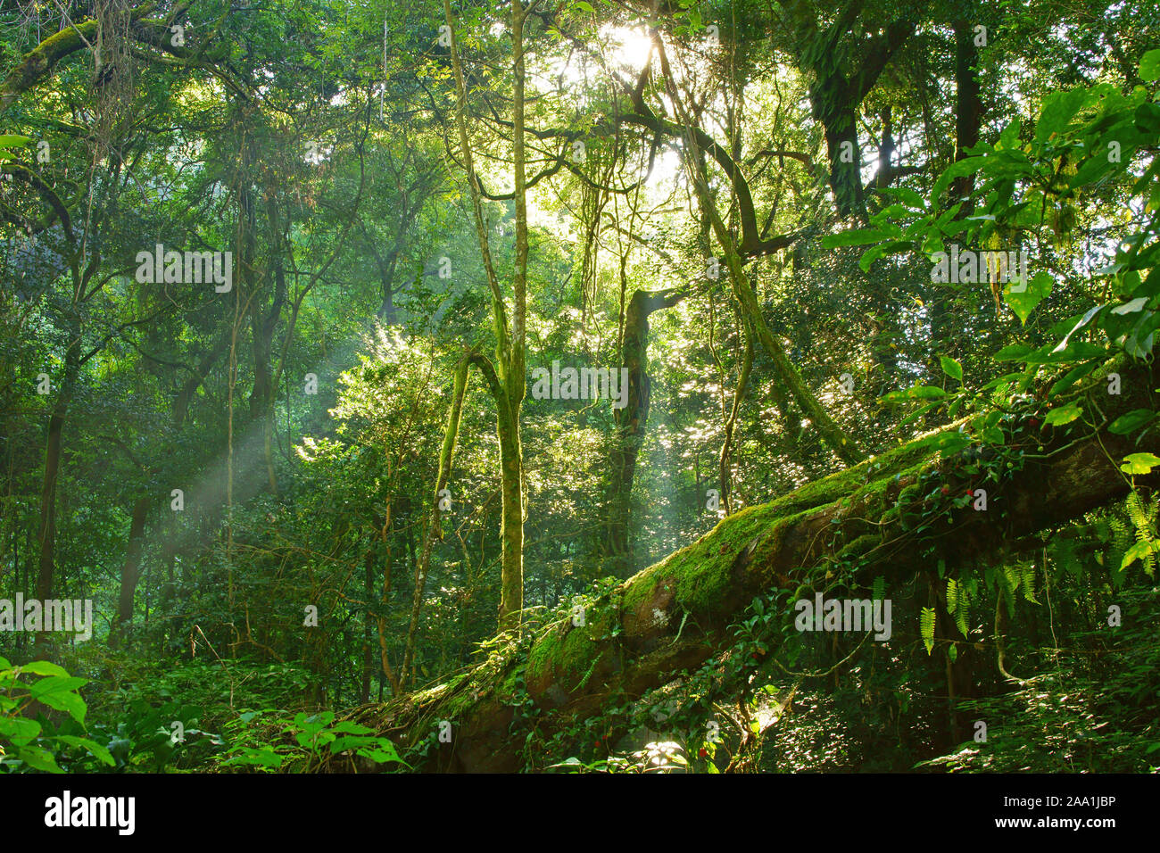 Forest of Aso, Kumamoto Prefecture, Japan Stock Photo - Alamy