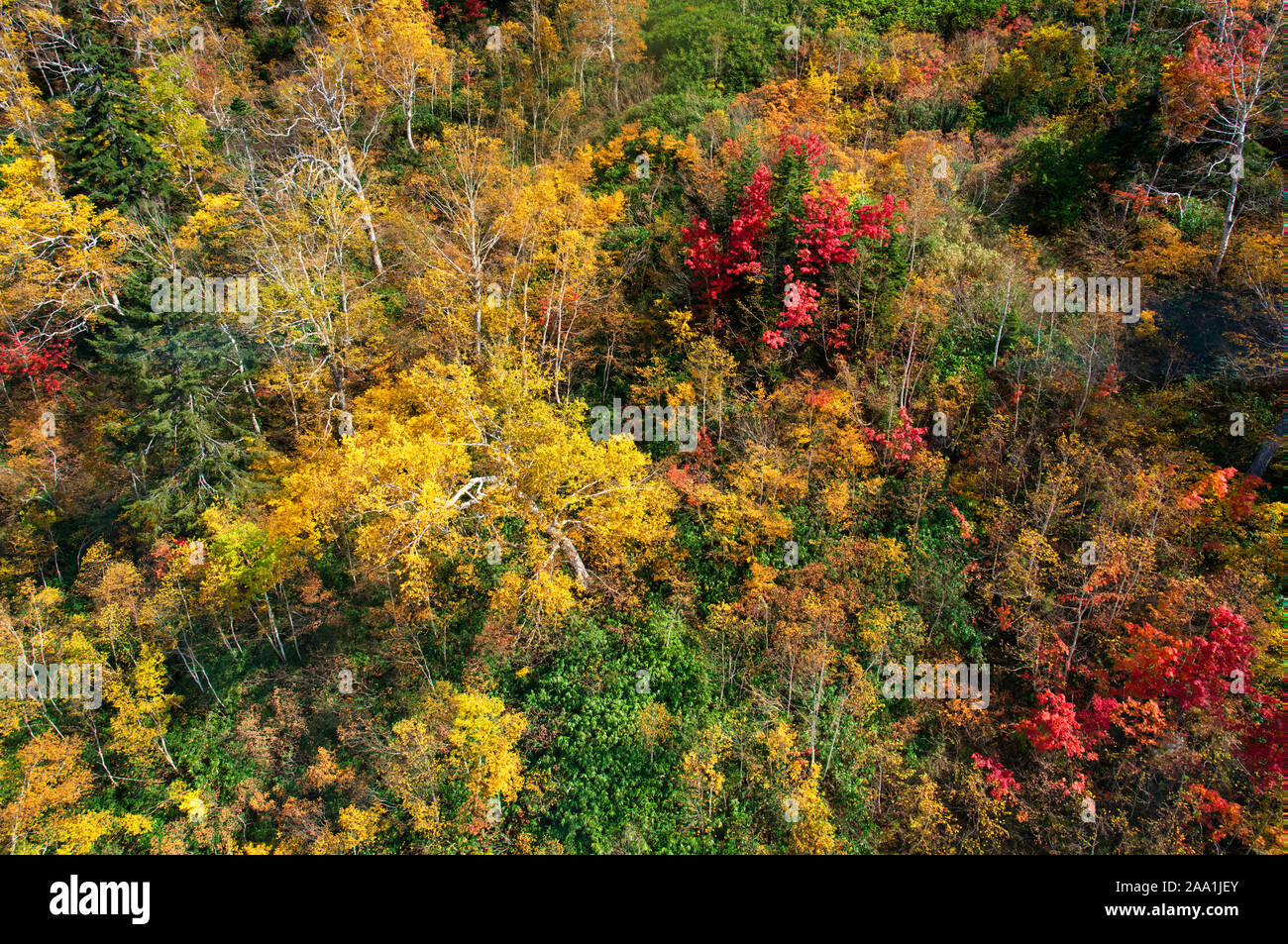 Mt. Asahi, autumn foliage Stock Photo - Alamy