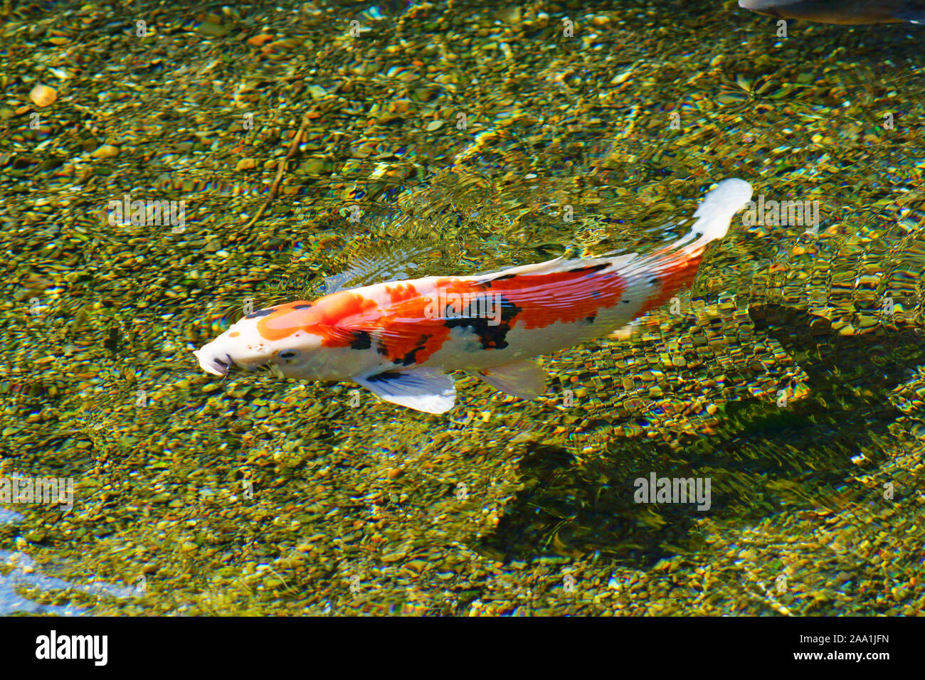 Swimming in spring hi-res stock photography and images - Alamy