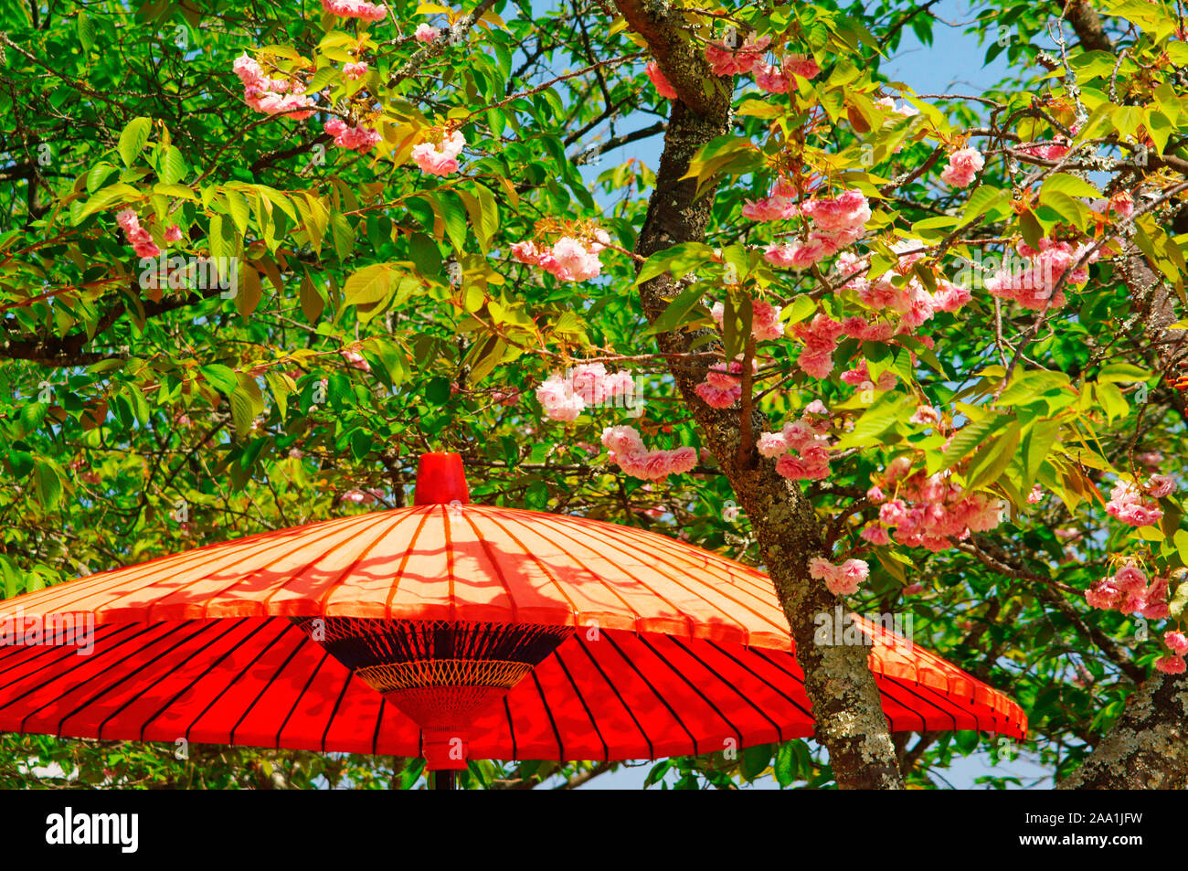 Bangasa (Japanese traditional paper umbrella Stock Photo - Alamy