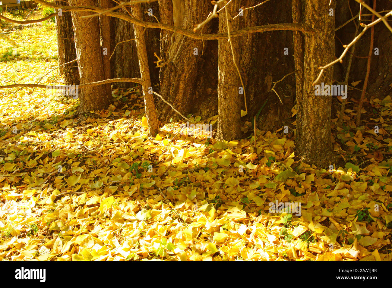 Shimojo Big Ginkgo Tree Stock Photo - Alamy
